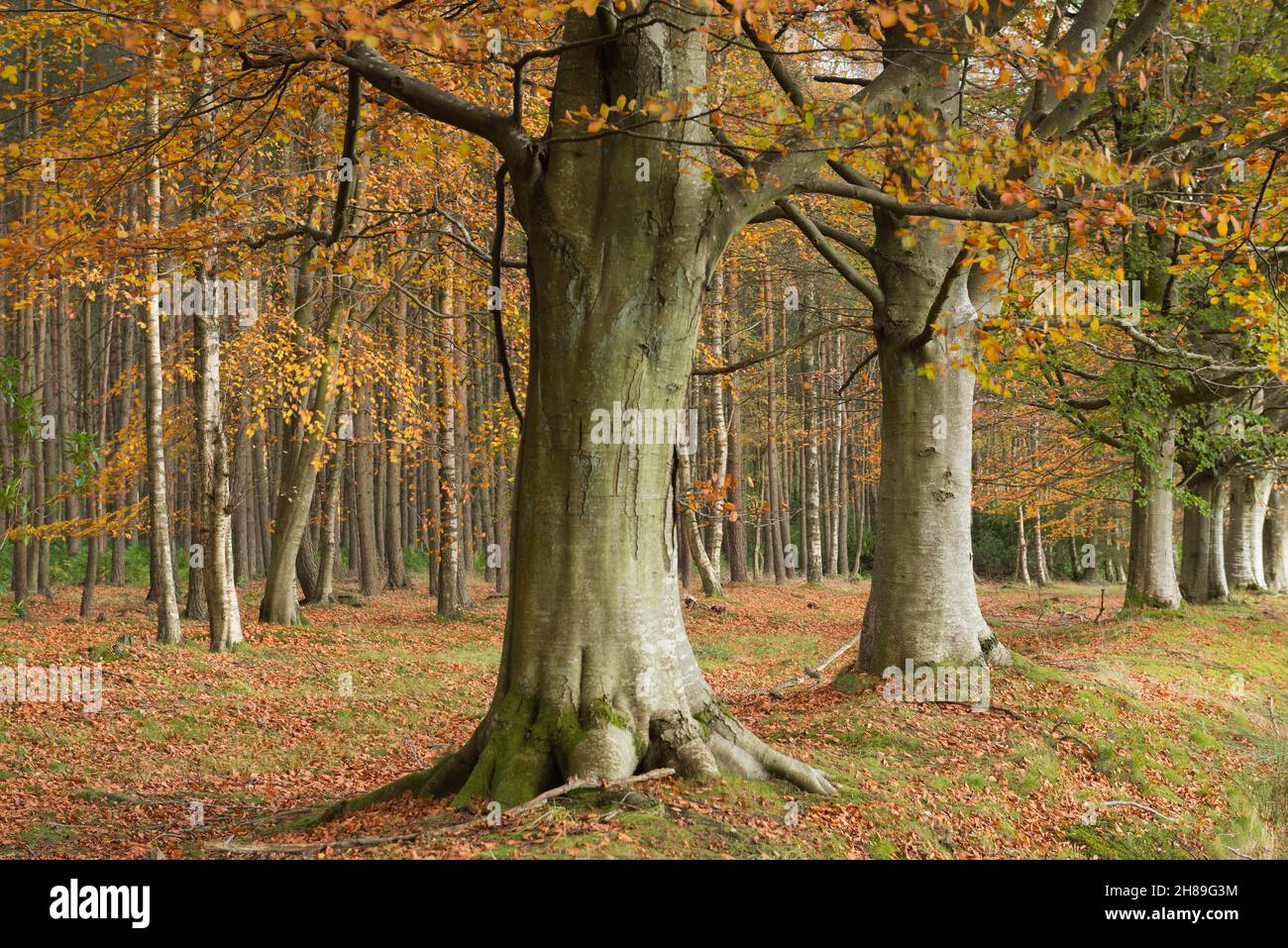 Faggio e pino immagini e fotografie stock ad alta risoluzione - Alamy