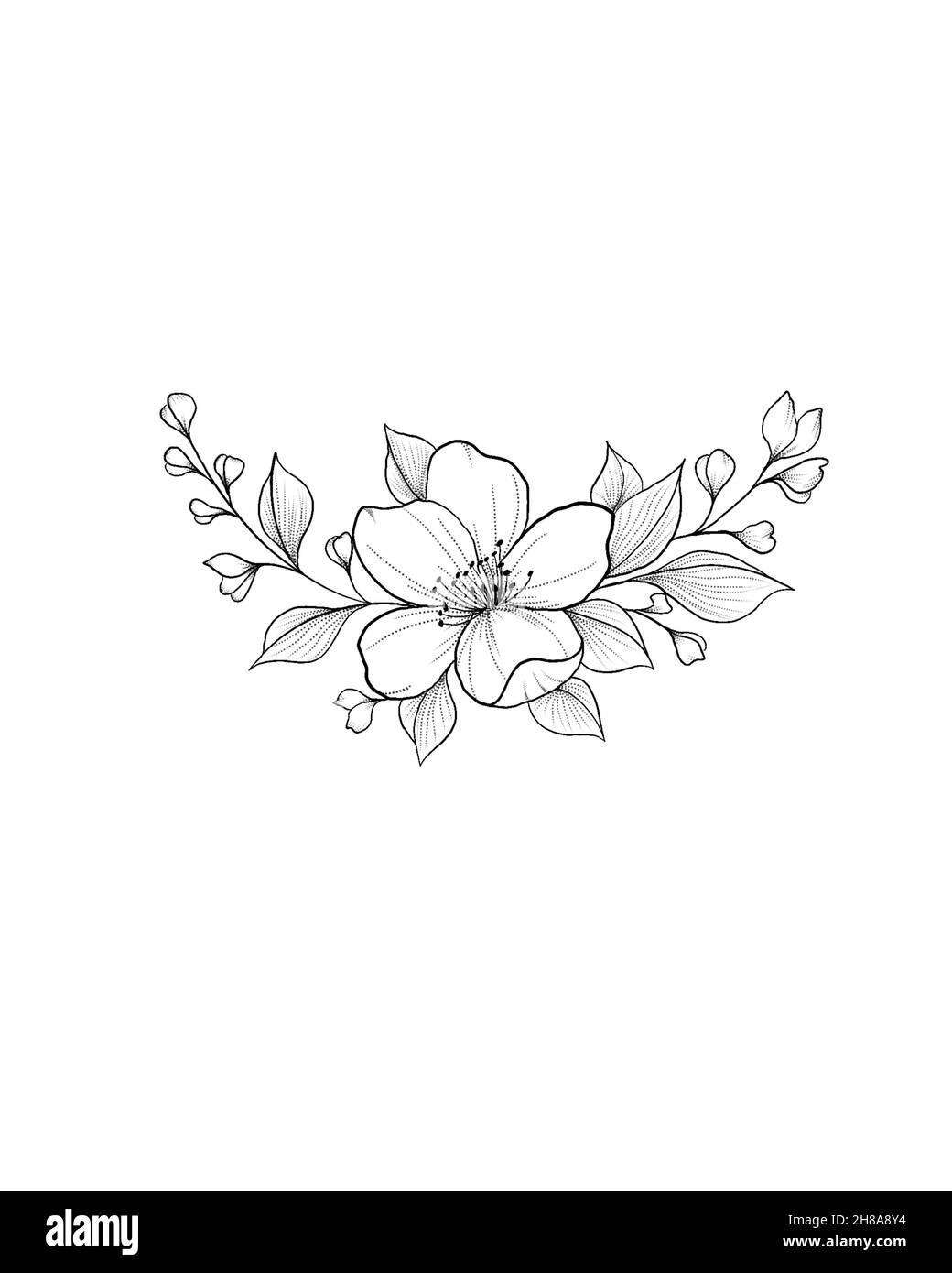 Sakura fiori. Ciliegia. Disegno a mano. Inchiostro, acquerello. Un ...