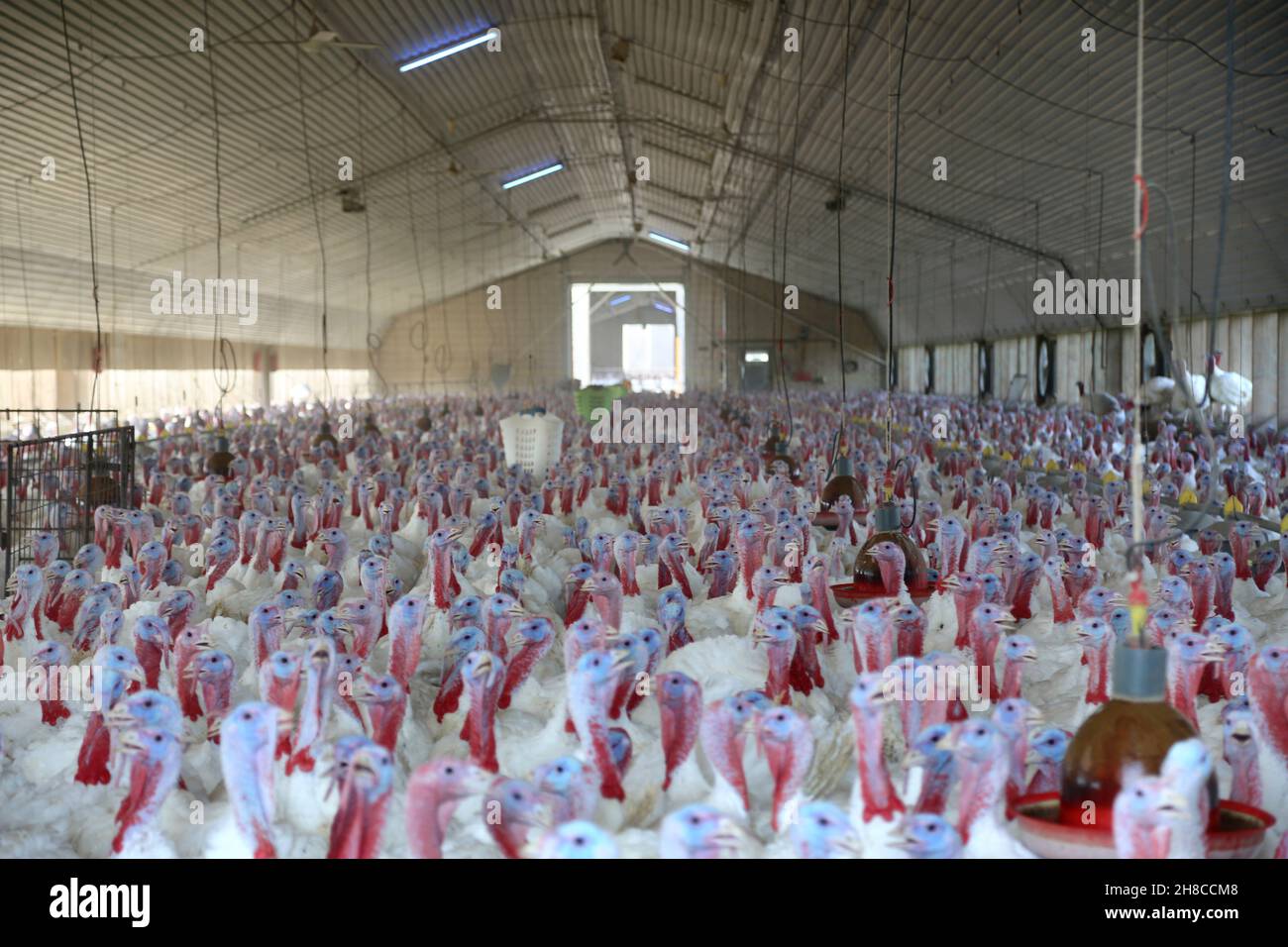 Produzione intensiva immagini e fotografie stock ad alta risoluzione ...