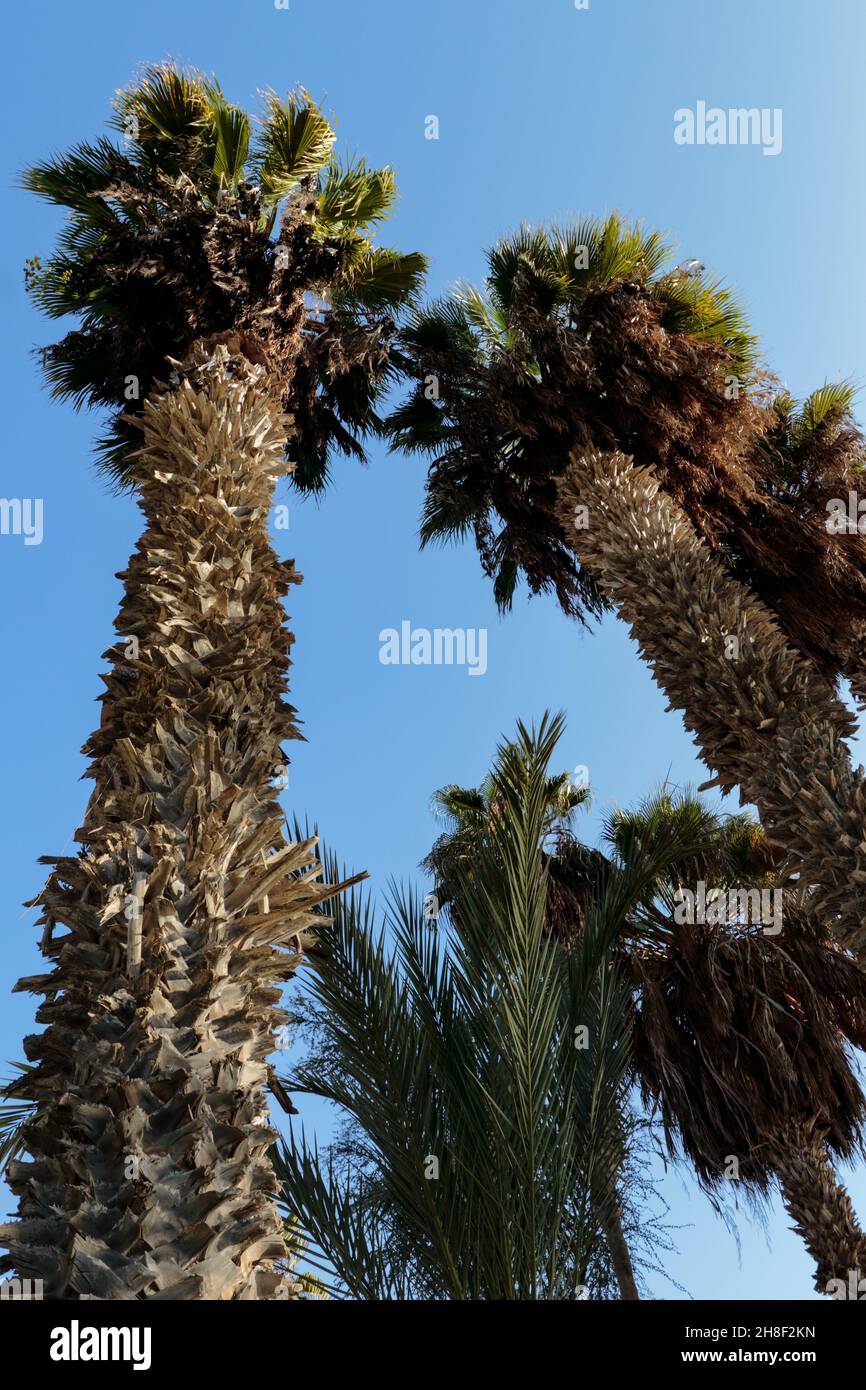 Esemplari singolari immagini e fotografie stock ad alta risoluzione - Alamy