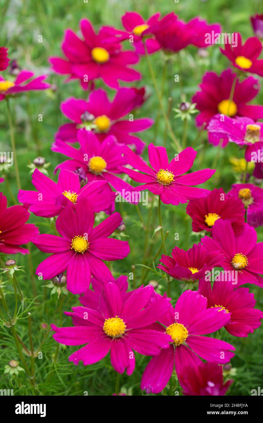 Armonia cosmea immagini e fotografie stock ad alta risoluzione - Alamy