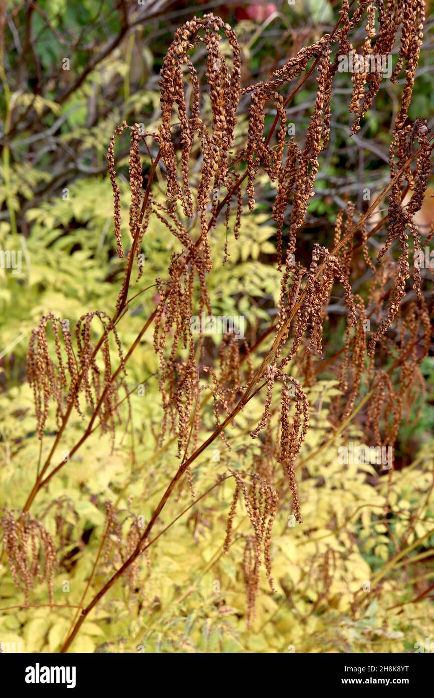 Teste di semi ovoidali immagini e fotografie stock ad alta risoluzione ...