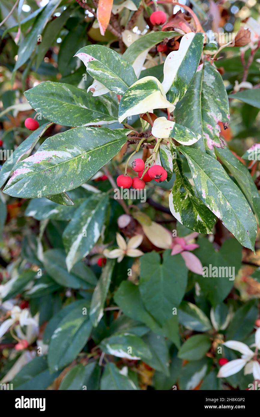 Photinia x fraseri cassini in marmo rosa immagini e fotografie stock ad ...
