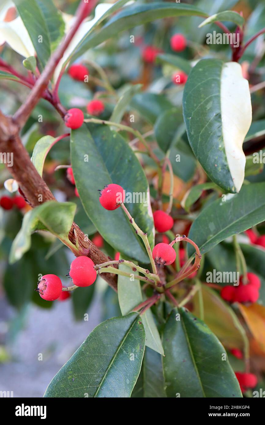 Photinia x fraseri cassini in marmo rosa immagini e fotografie stock ad ...