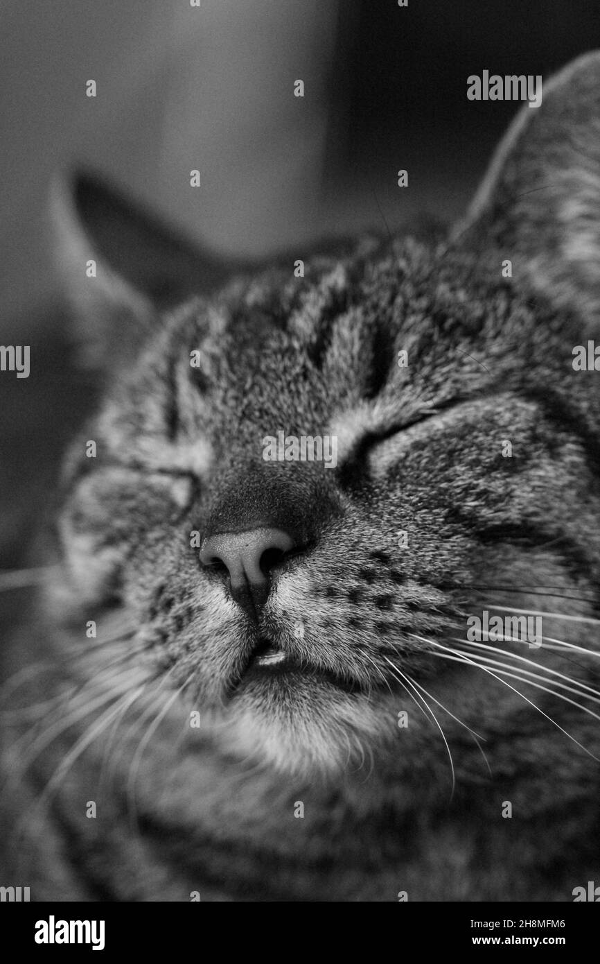 Gatto felix Foto e Immagini Stock in Bianco e Nero - Alamy