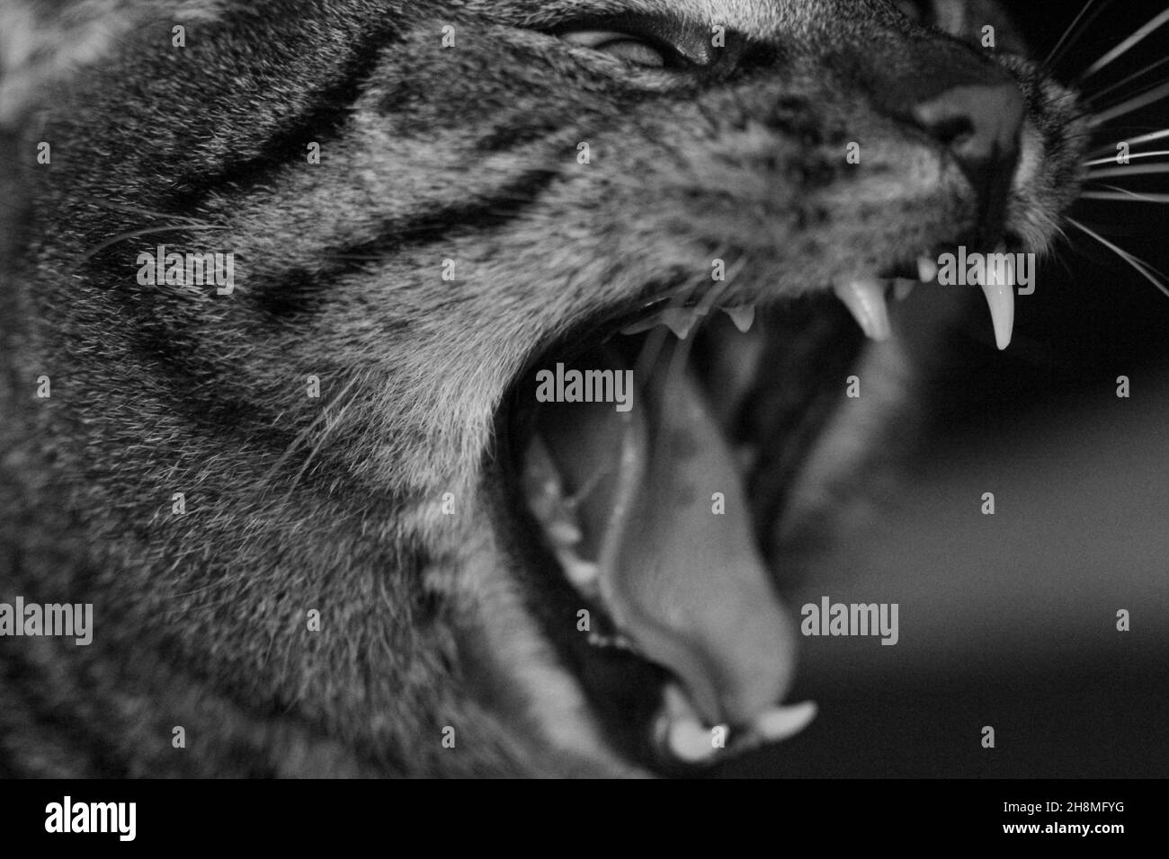 Gatto felix Foto e Immagini Stock in Bianco e Nero - Alamy