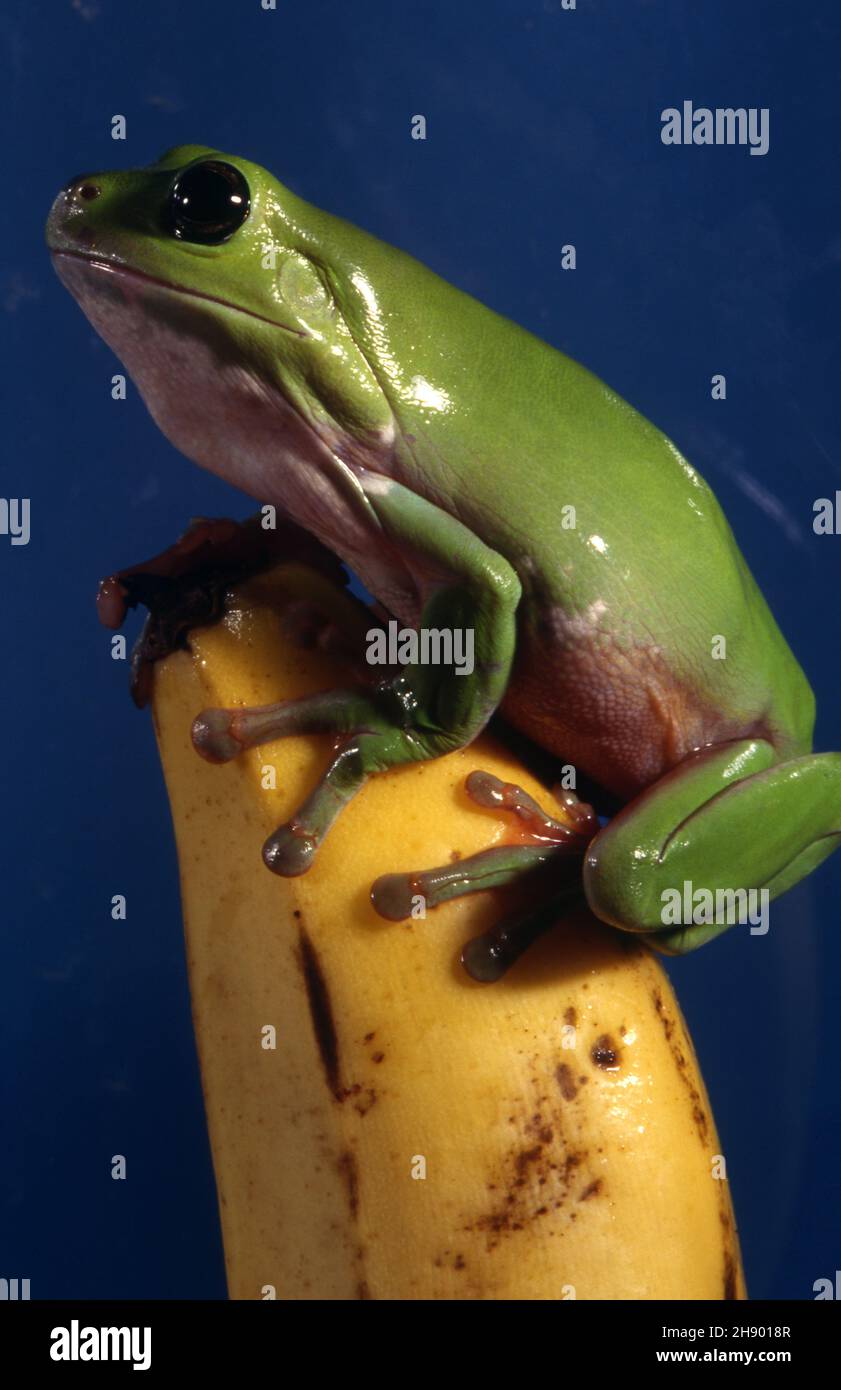 Rane banana immagini e fotografie stock ad alta risoluzione - Alamy