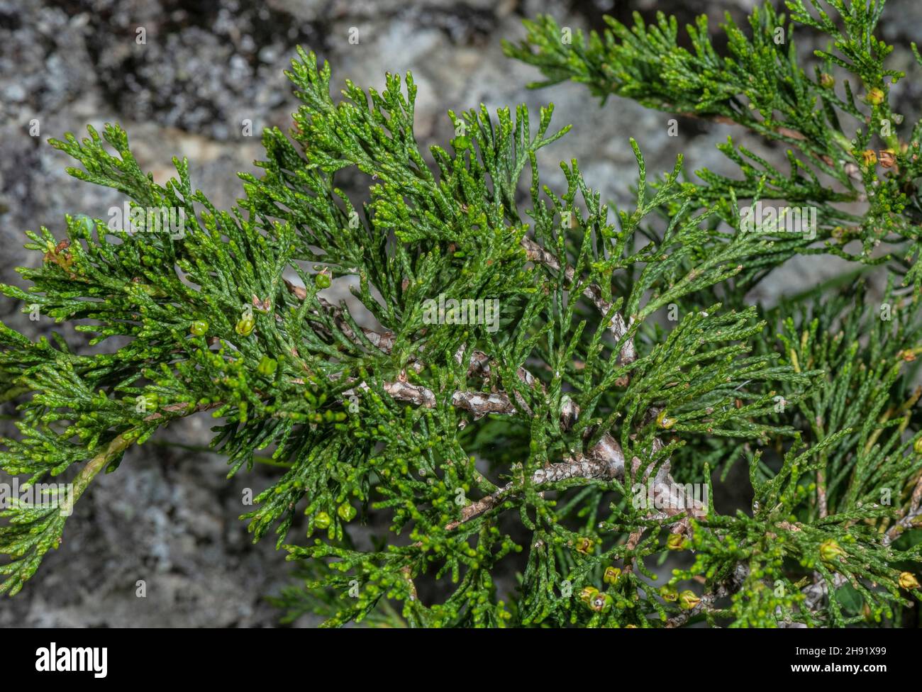 Savin juniper immagini e fotografie stock ad alta risoluzione - Alamy