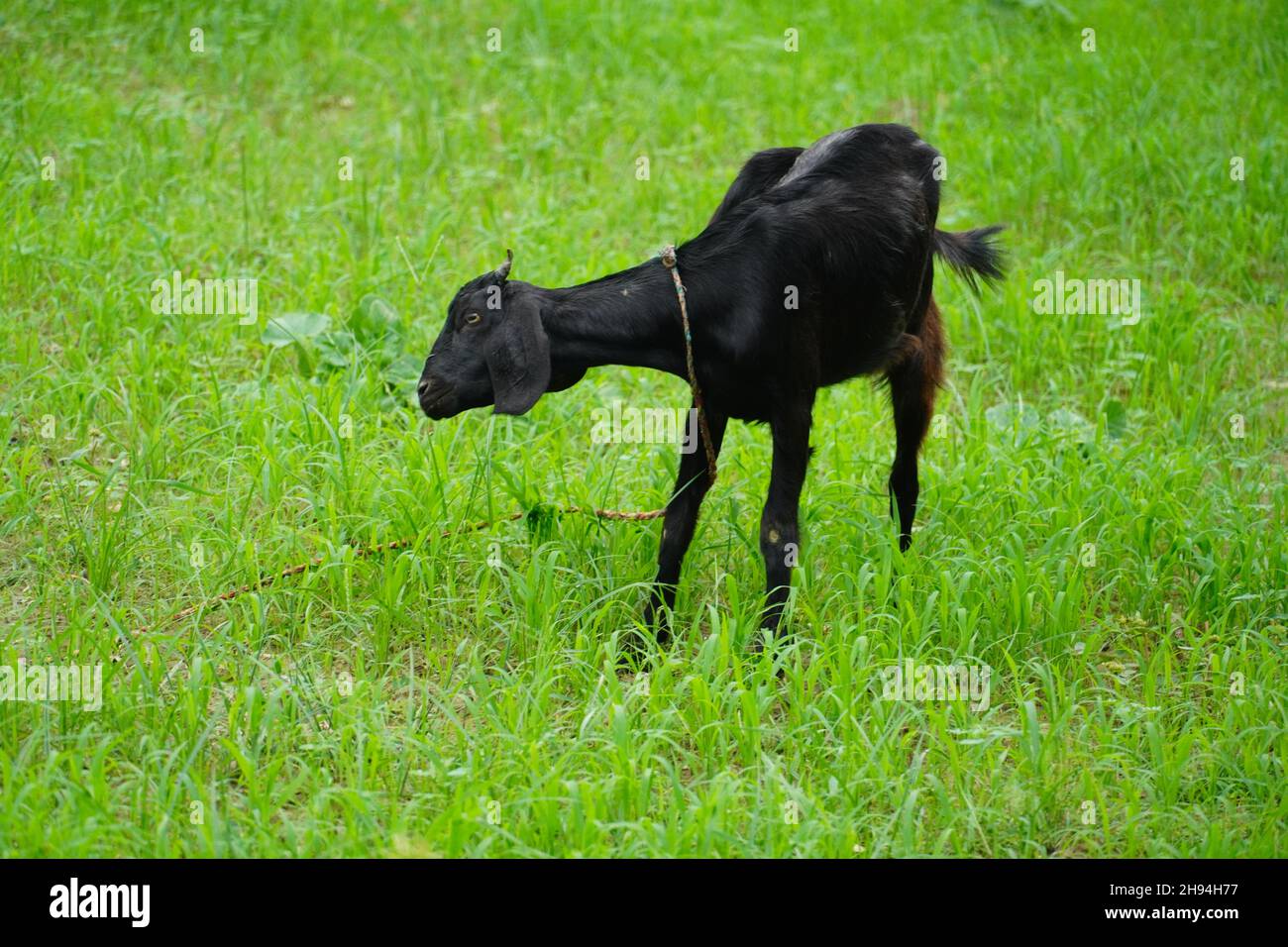 Capra in sfondo naturale immagini e fotografie stock ad alta ...