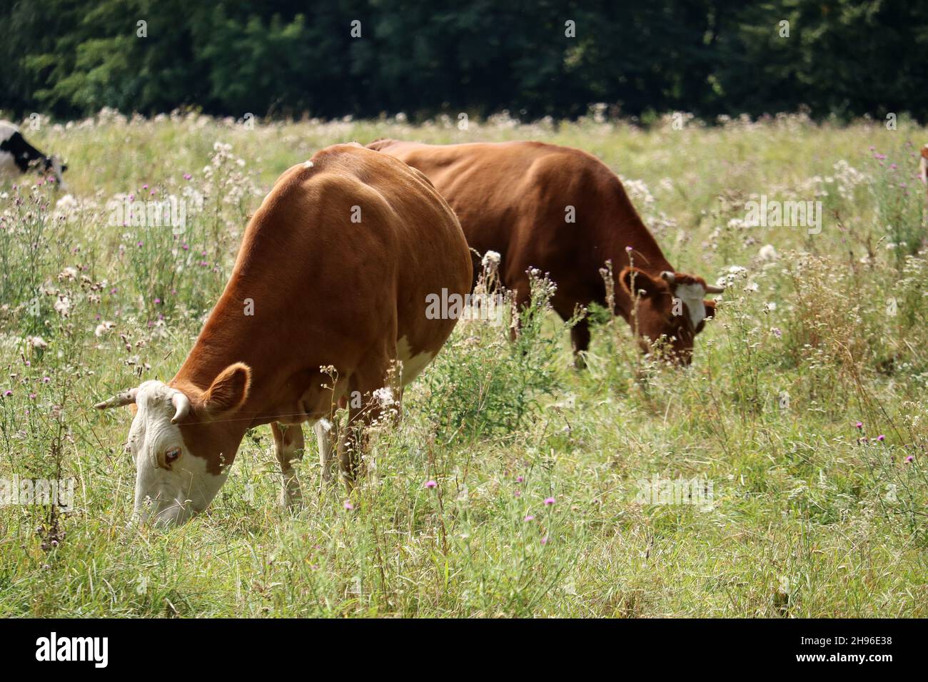 Mucche al pascolo nel prato immagini e fotografie stock ad alta ...