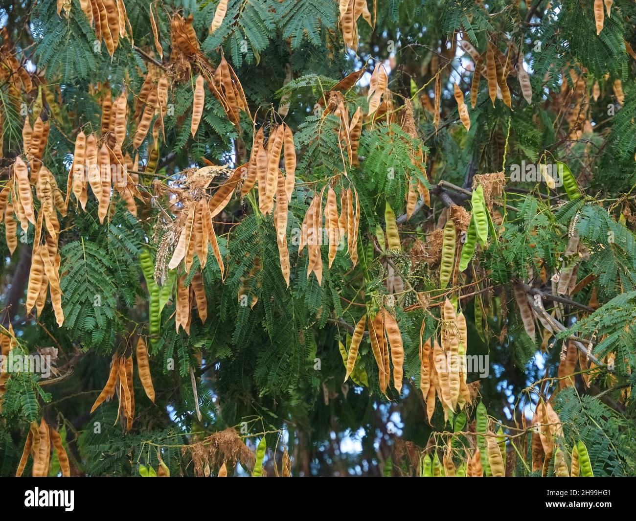 Albero di agar immagini e fotografie stock ad alta risoluzione - Alamy