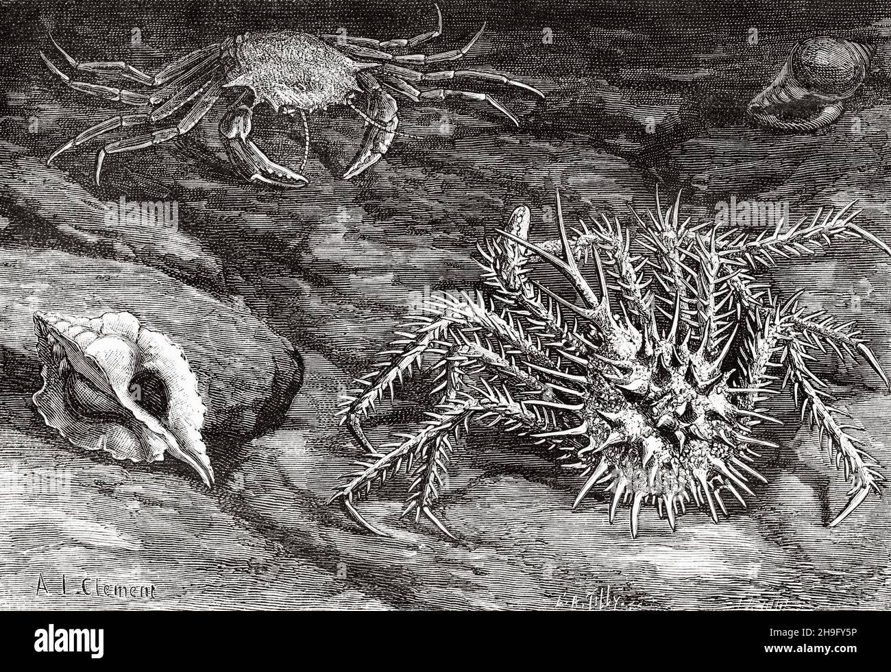 Granseola disegno immagini e fotografie stock ad alta risoluzione - Alamy