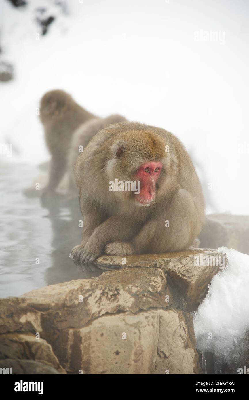 Jigokundai yaen koen immagini e fotografie stock ad alta risoluzione ...