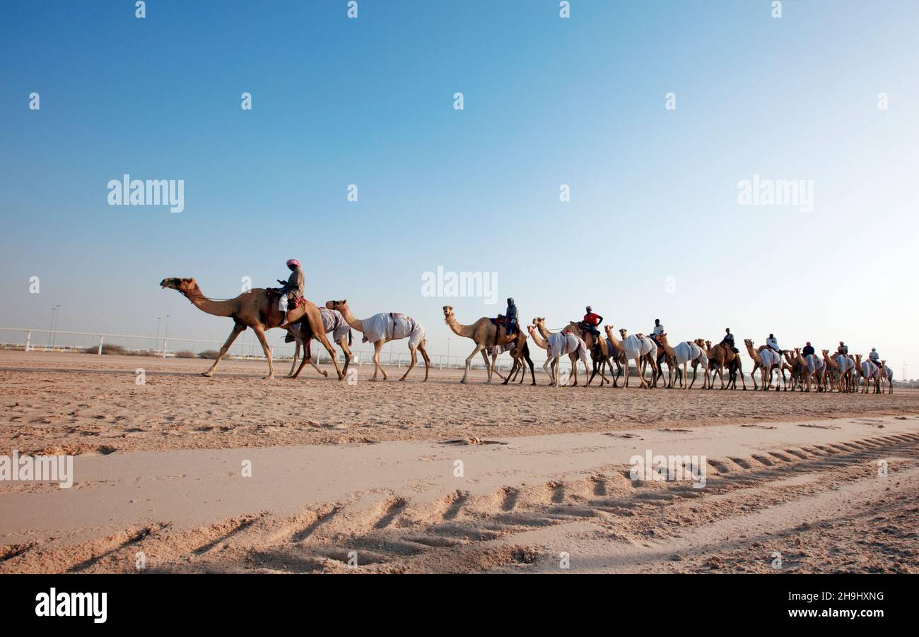 Fauna selvatica del qatar immagini e fotografie stock ad alta ...