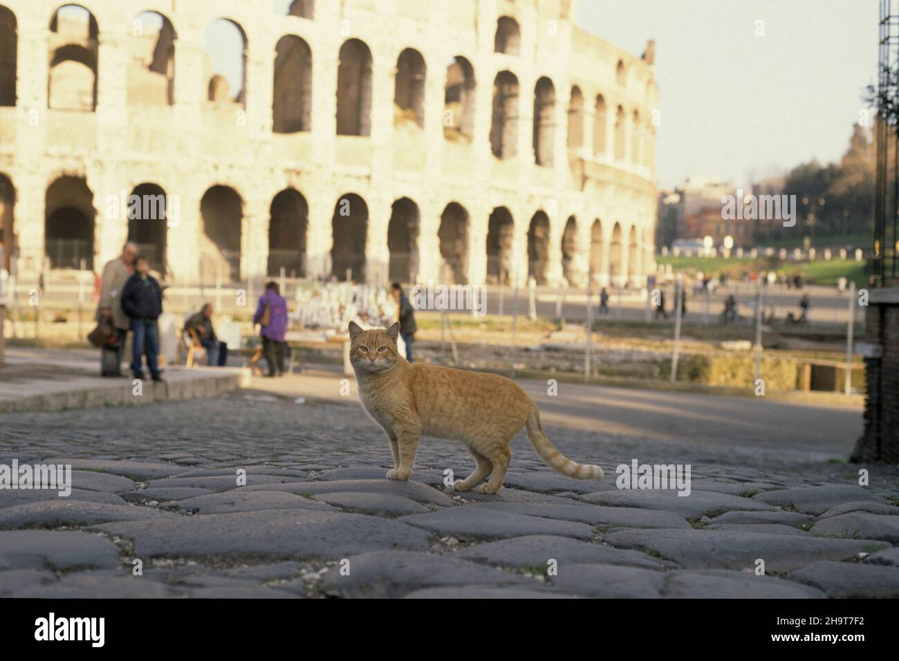 Gatti romani immagini e fotografie stock ad alta risoluzione - Alamy