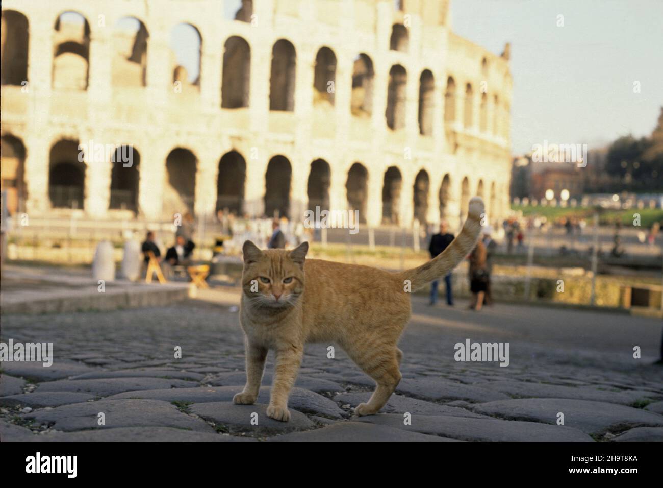 Gatti romani immagini e fotografie stock ad alta risoluzione - Alamy