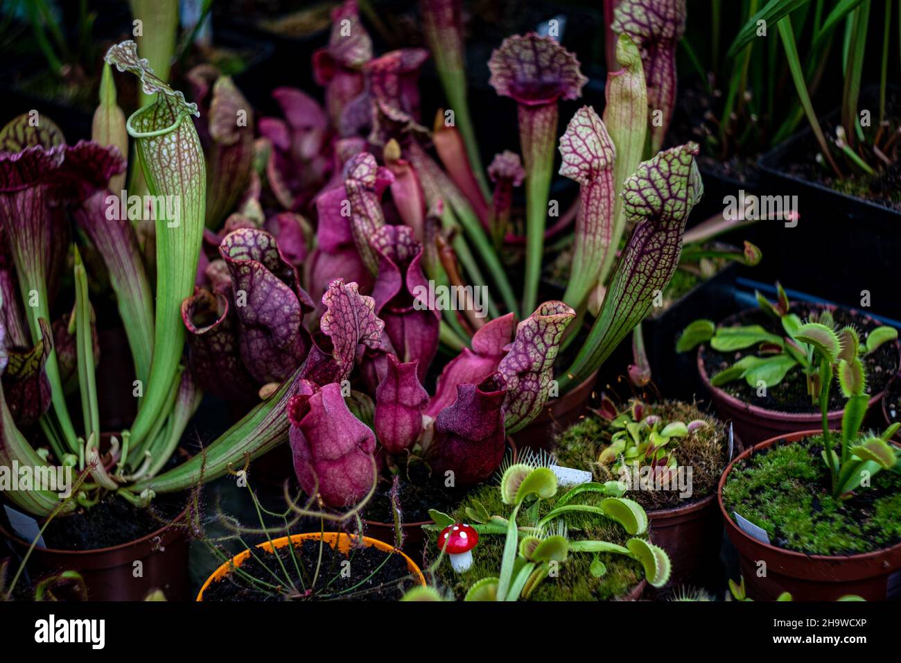 Venus fly traps immagini e fotografie stock ad alta risoluzione - Alamy