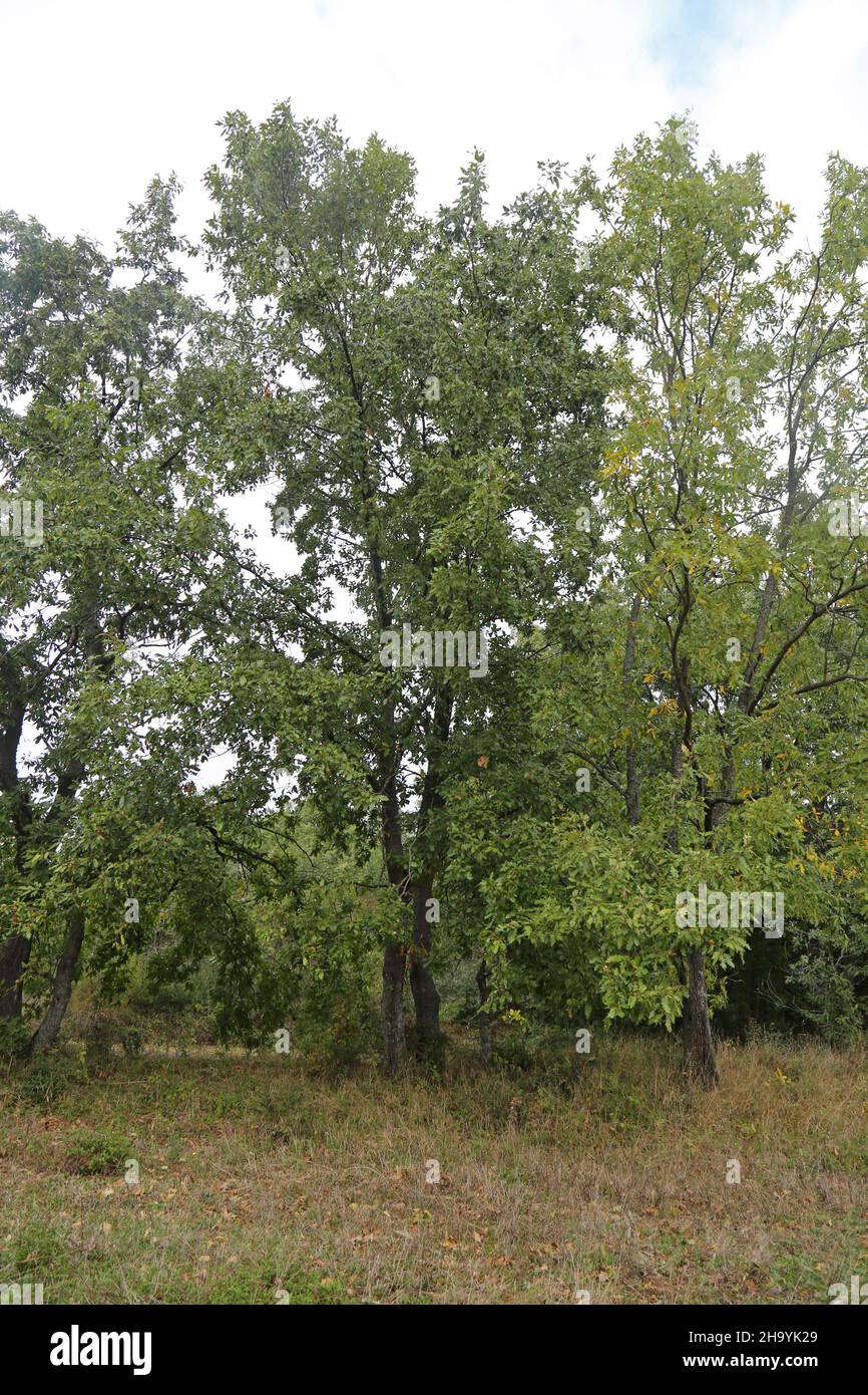 Quercus cerris immagini e fotografie stock ad alta risoluzione - Alamy