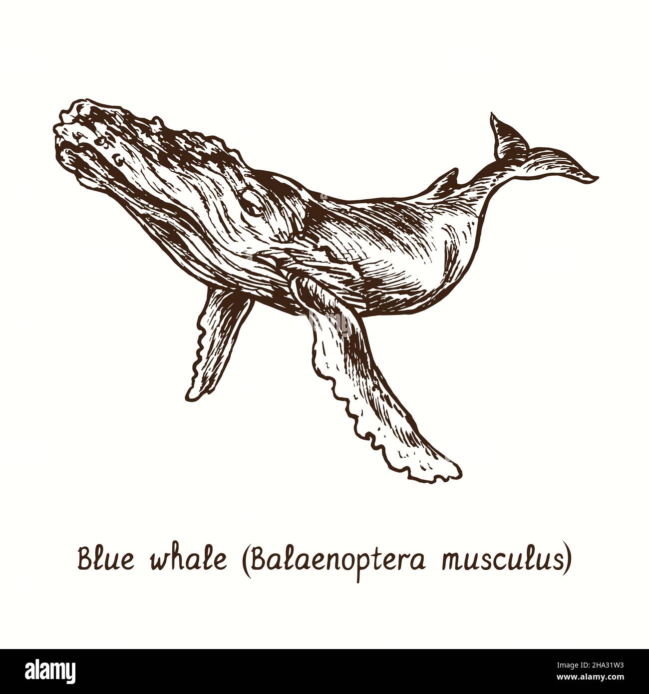 Monocromatica xilografia immagini e fotografie stock ad alta ...
