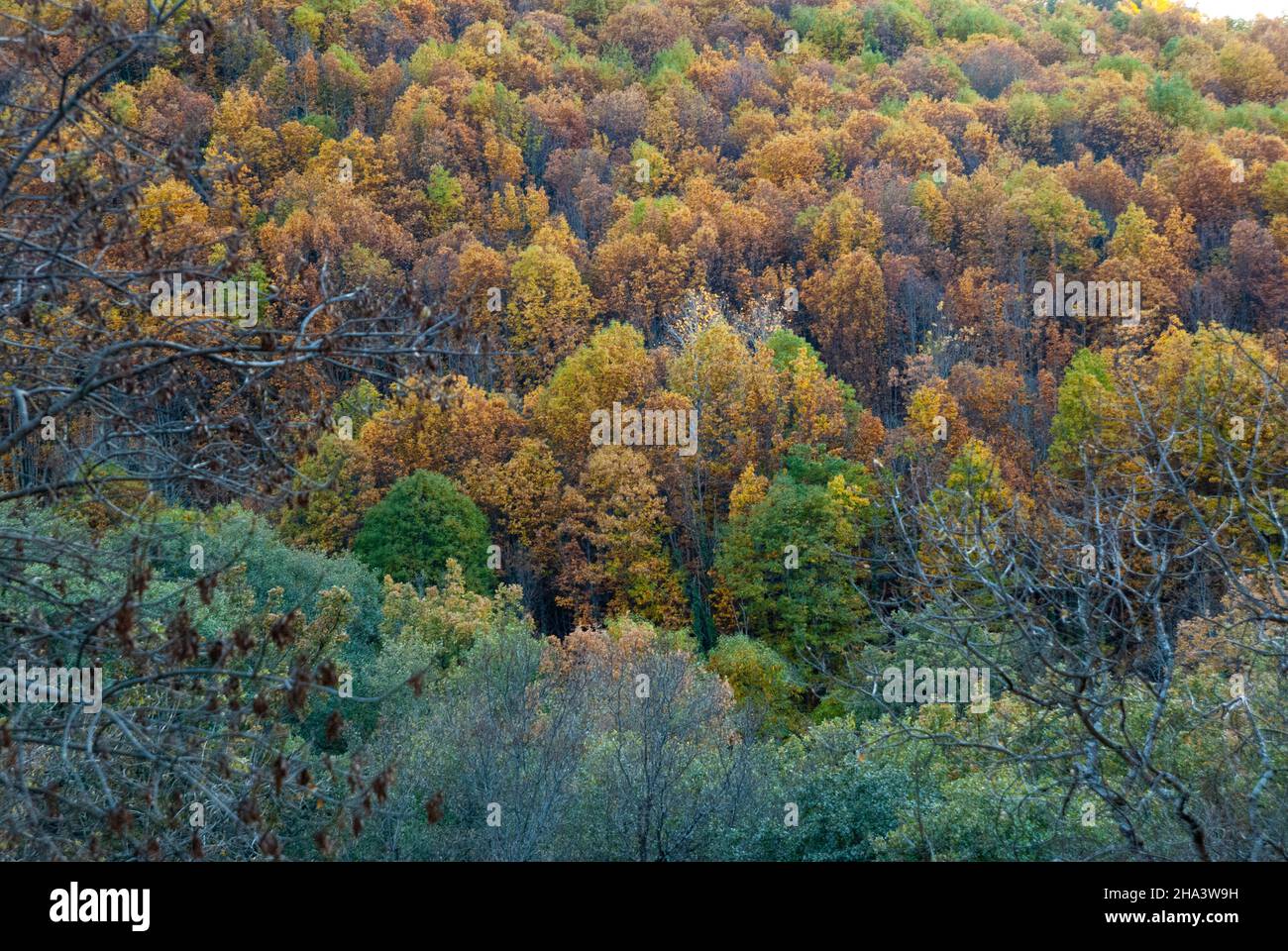 Sfumature di verde e giallo immagini e fotografie stock ad alta ...