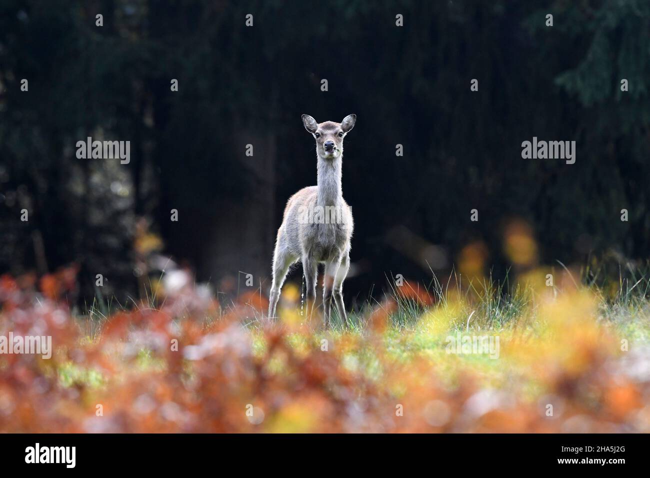 Habitat di cervi immagini e fotografie stock ad alta risoluzione - Alamy