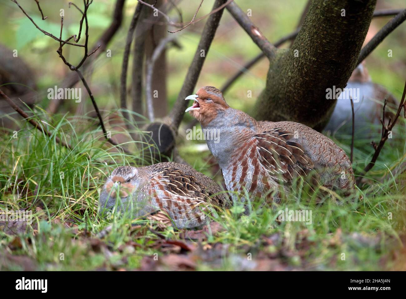 Pernici grigie immagini e fotografie stock ad alta risoluzione - Alamy