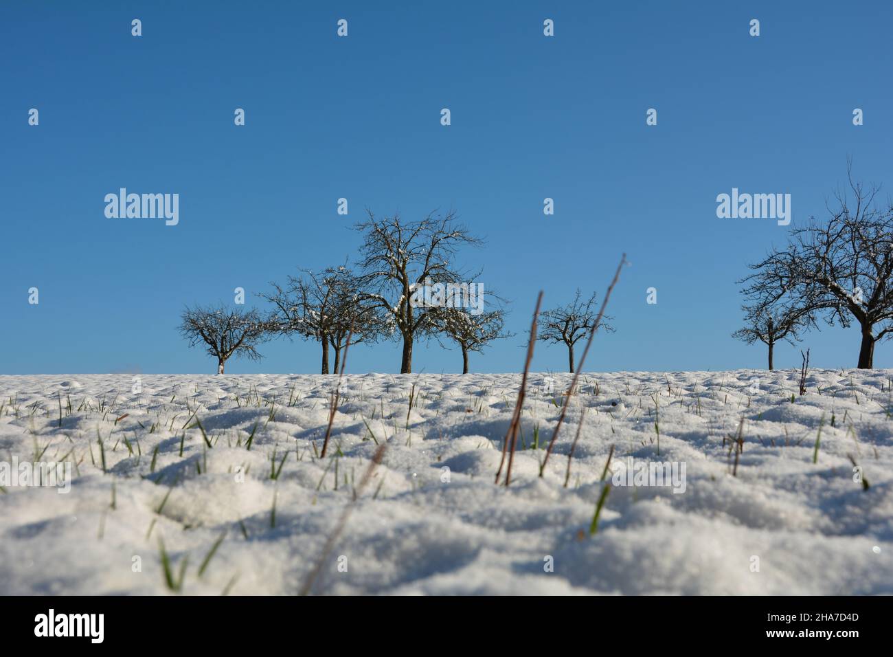 Alberi in inverno, con molta neve, cieli azzurri e spazio per le copie ...