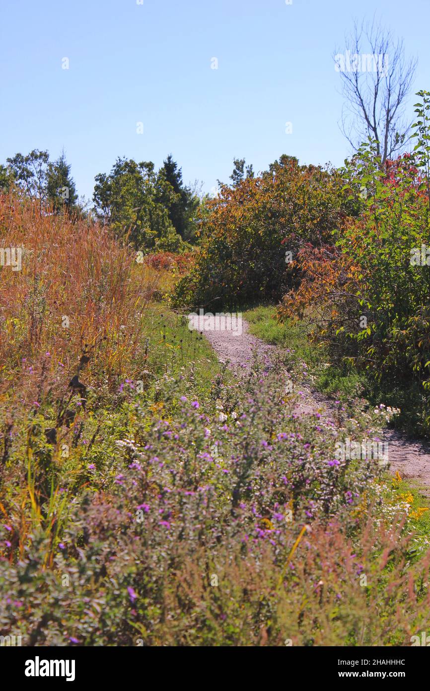 Sentiero appartato che si snoda attraverso la prateria naturale e campi ...