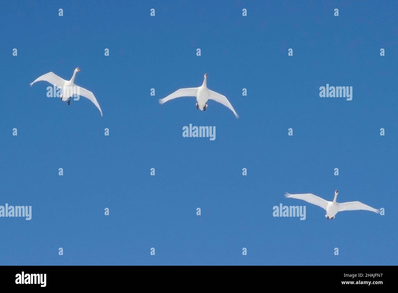 Cigni che volano nel cielo immagini e fotografie stock ad alta ...