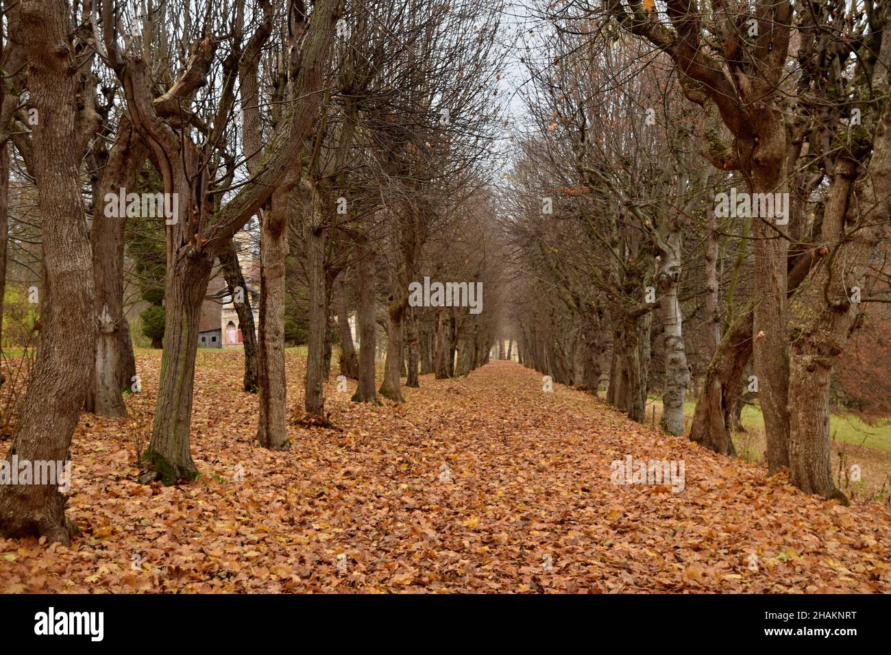 Affresco ceco immagini e fotografie stock ad alta risoluzione - Alamy