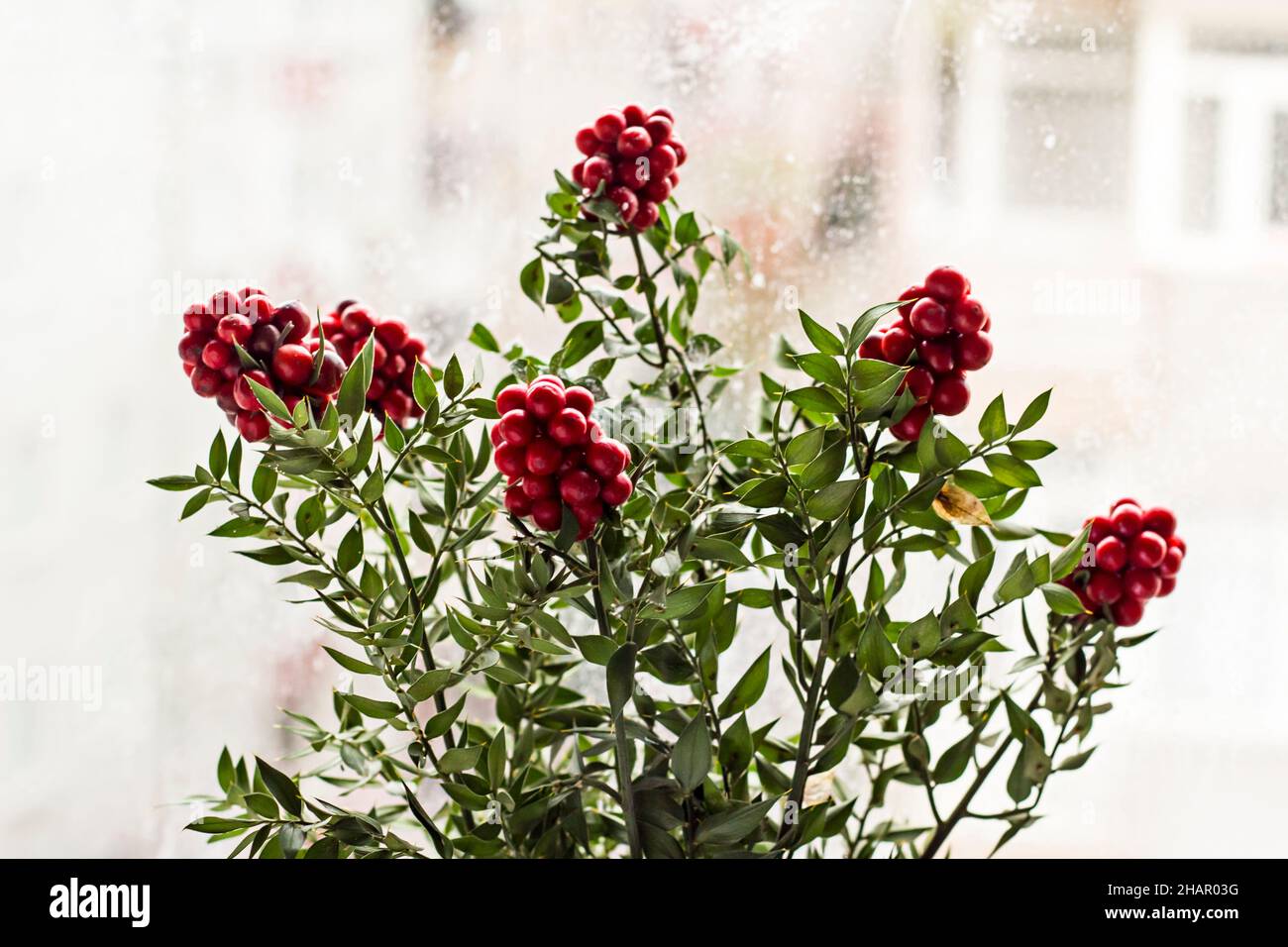 Tradizione festiva dei macellai immagini e fotografie stock ad alta ...