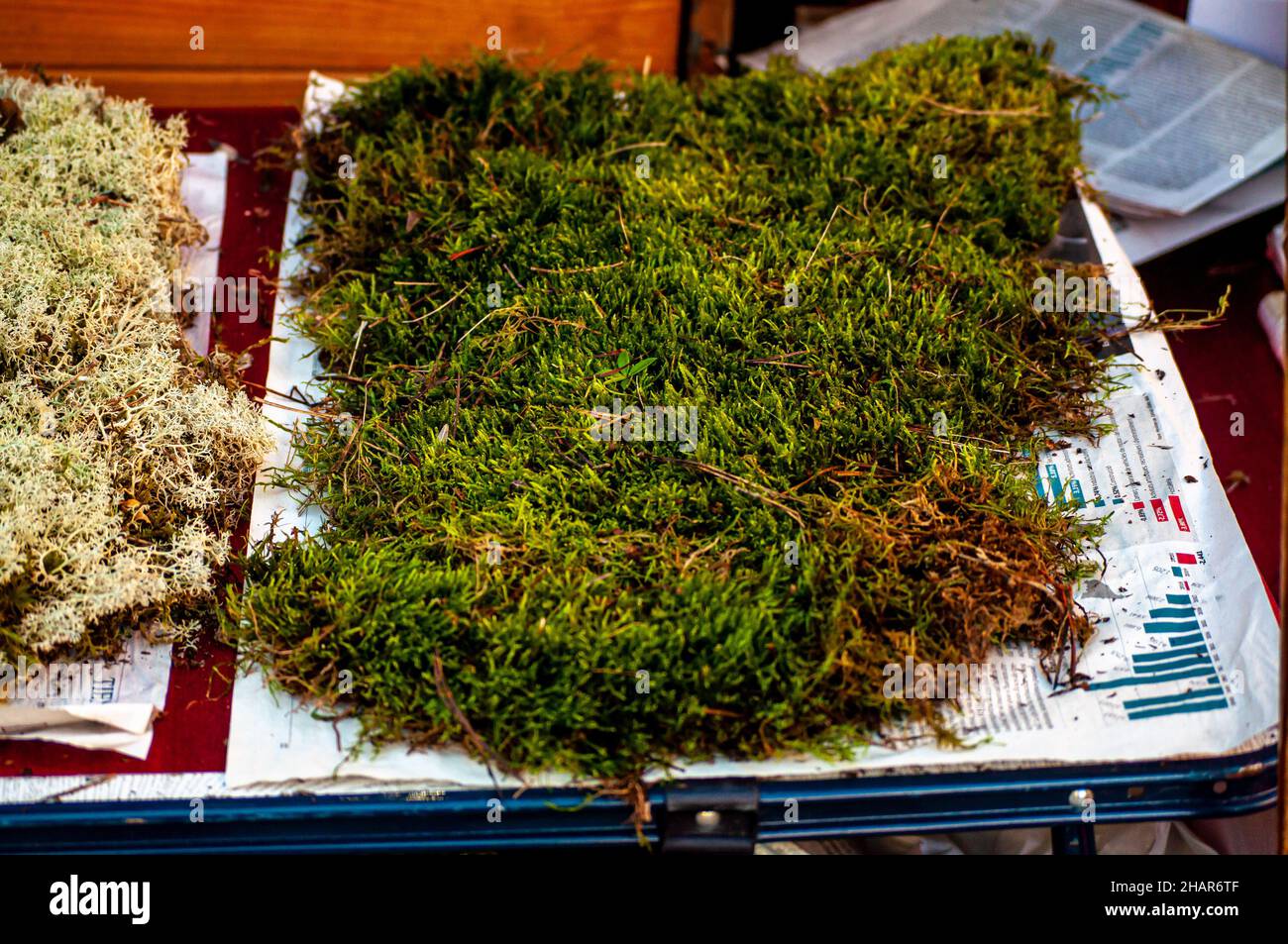 Mercato del muschio immagini e fotografie stock ad alta risoluzione - Alamy