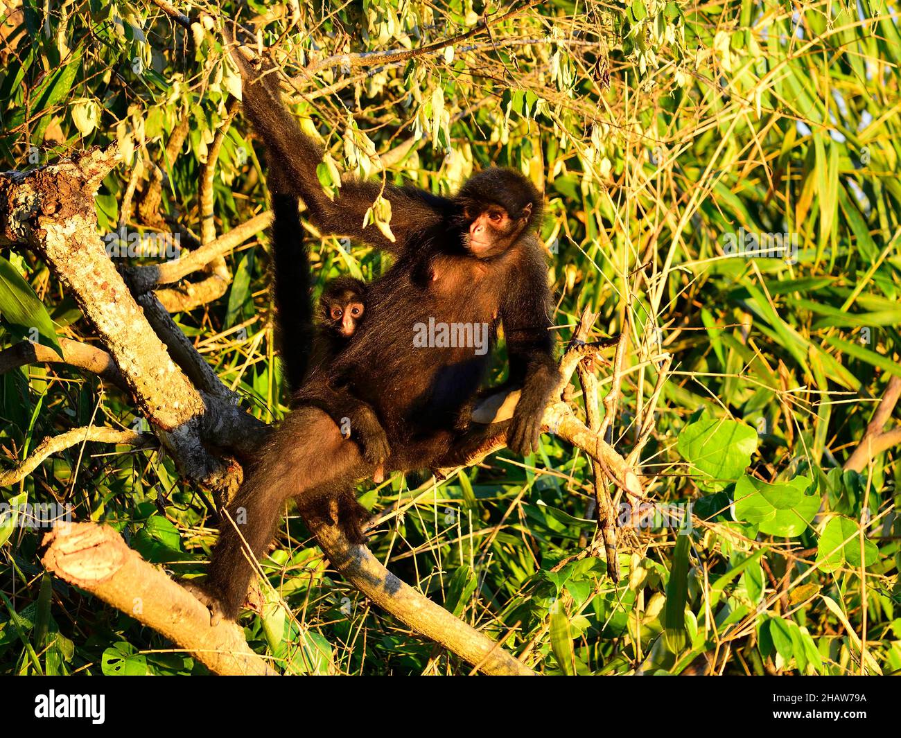 Scimmie ragno peruviano immagini e fotografie stock ad alta risoluzione ...