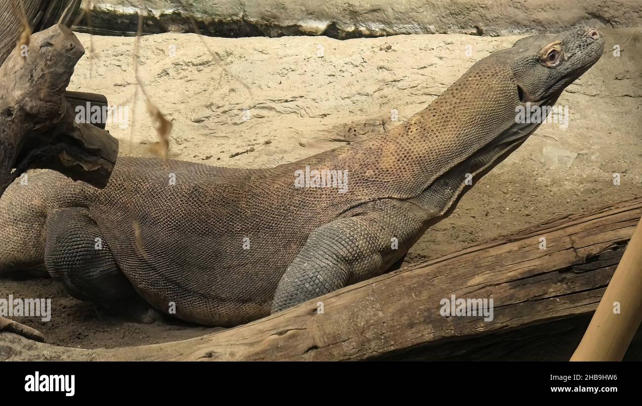 La lucertola più grande del mondo: Il drago Komodo dalle isole ...