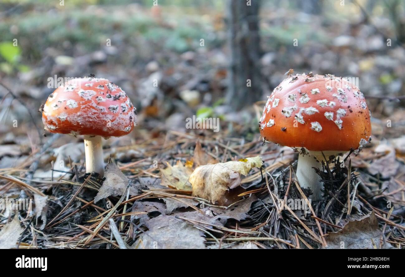 Rosso mosca agarico o toadstool in erba. Amanita muscaria. Muscimolo di ...