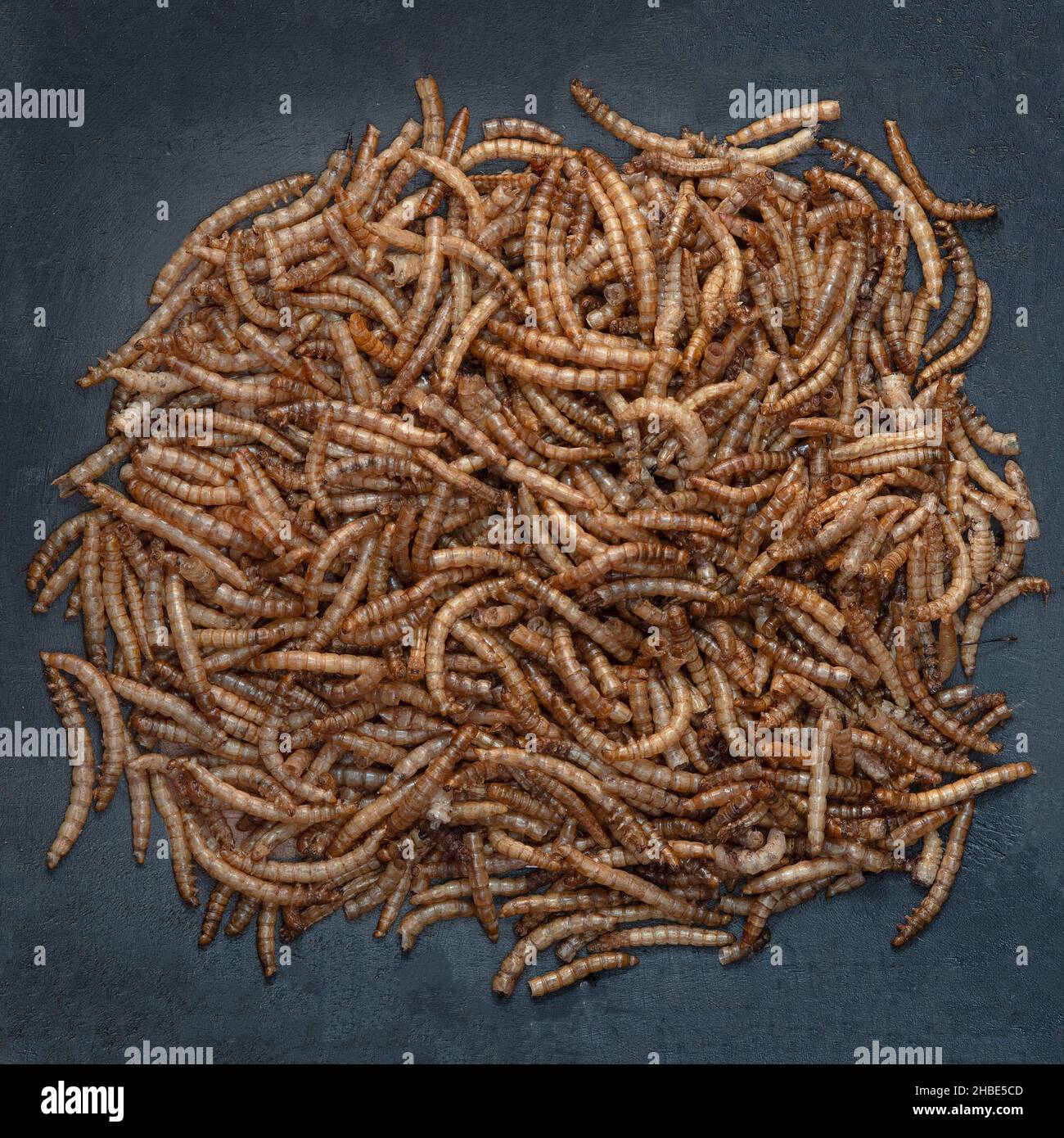 Insetti alla griglia immagini e fotografie stock ad alta risoluzione ...