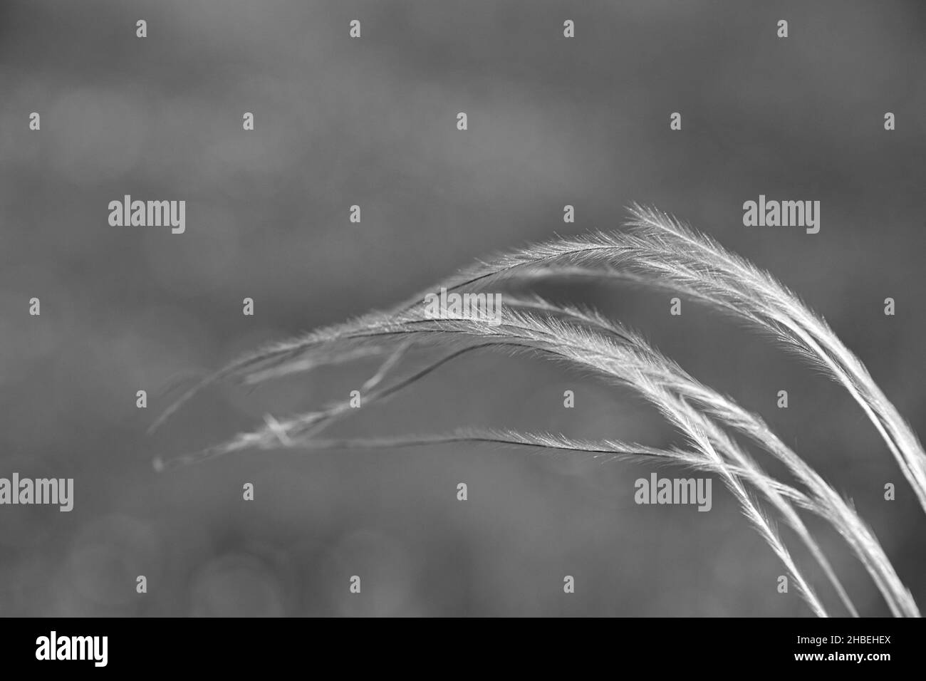 Siyah beyaz immagini e fotografie stock ad alta risoluzione - Alamy