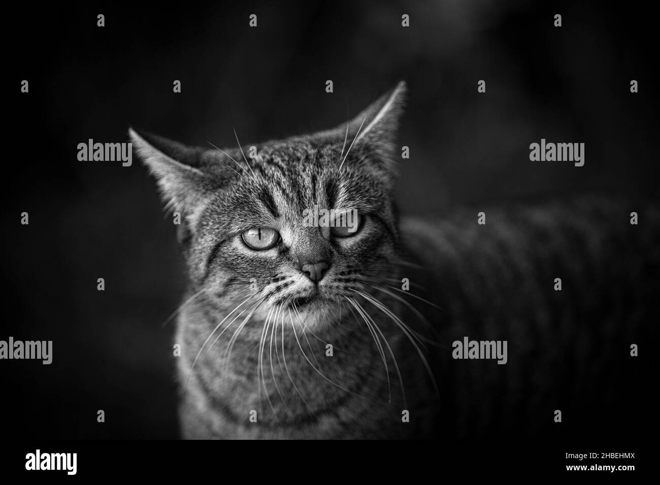 Siyah beyaz immagini e fotografie stock ad alta risoluzione - Alamy