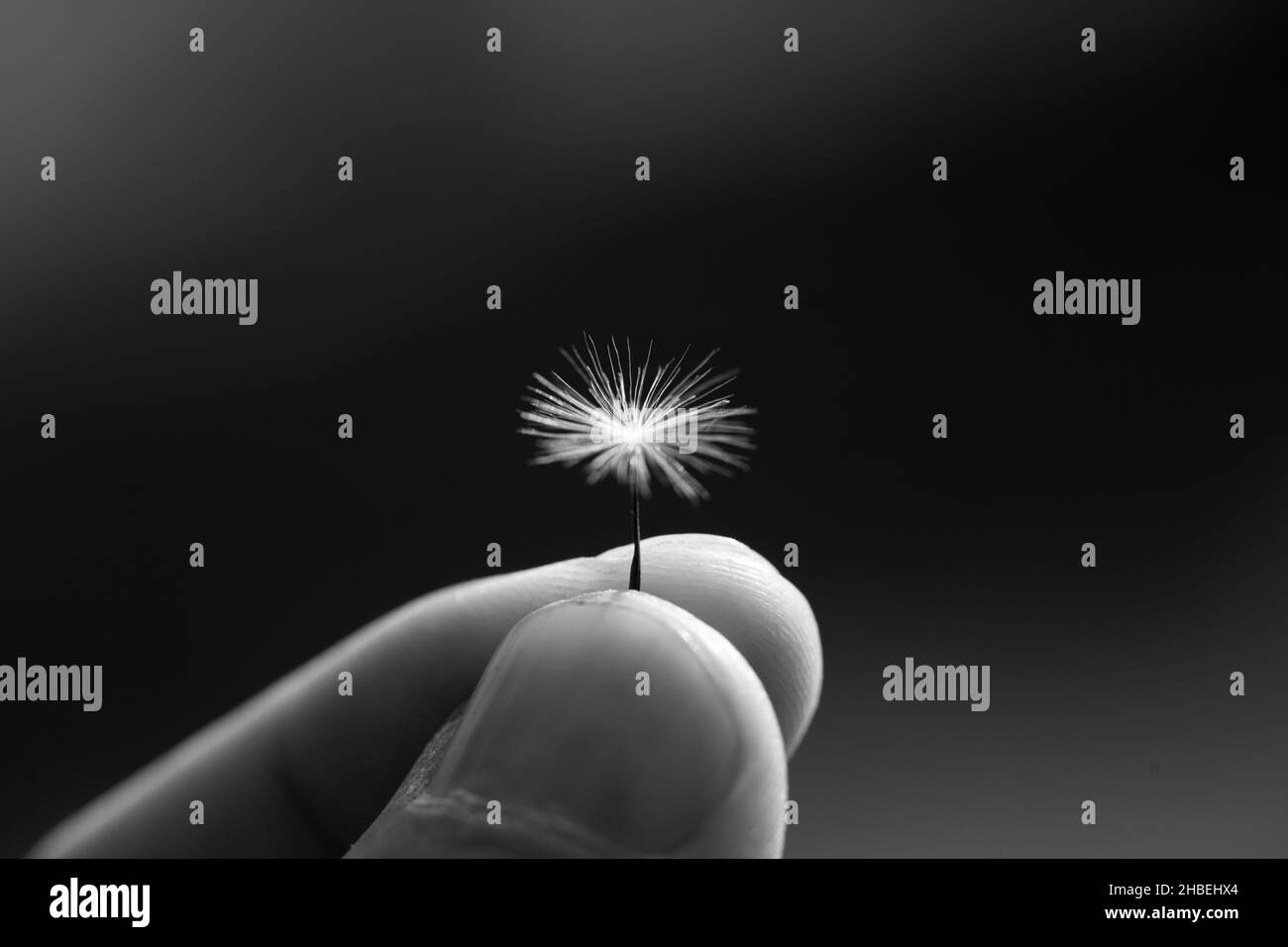 Siyah beyaz immagini e fotografie stock ad alta risoluzione - Alamy