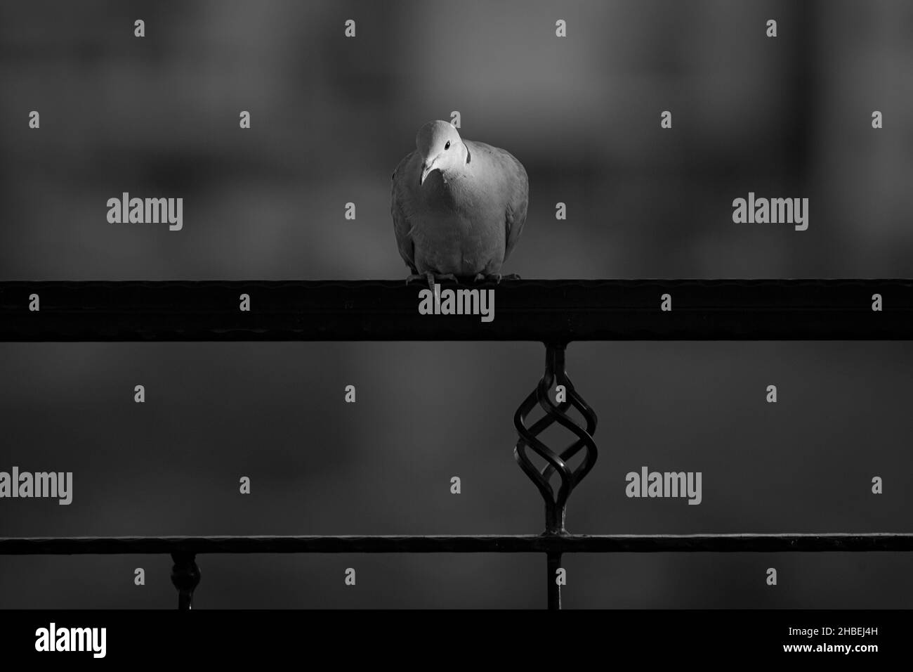 Siyah beyaz immagini e fotografie stock ad alta risoluzione - Alamy