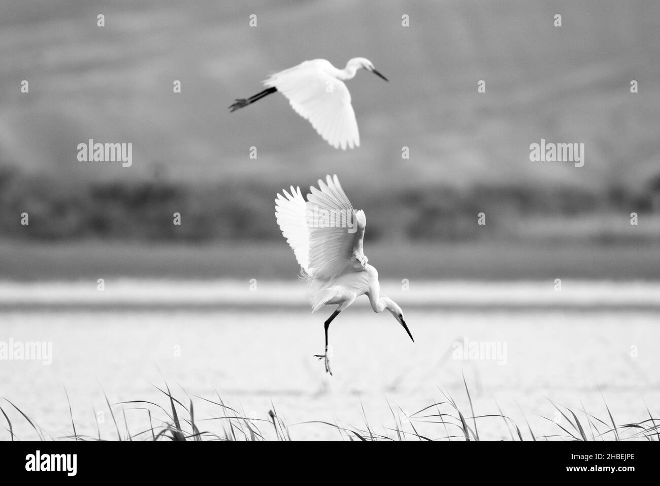 Siyah beyaz immagini e fotografie stock ad alta risoluzione - Alamy