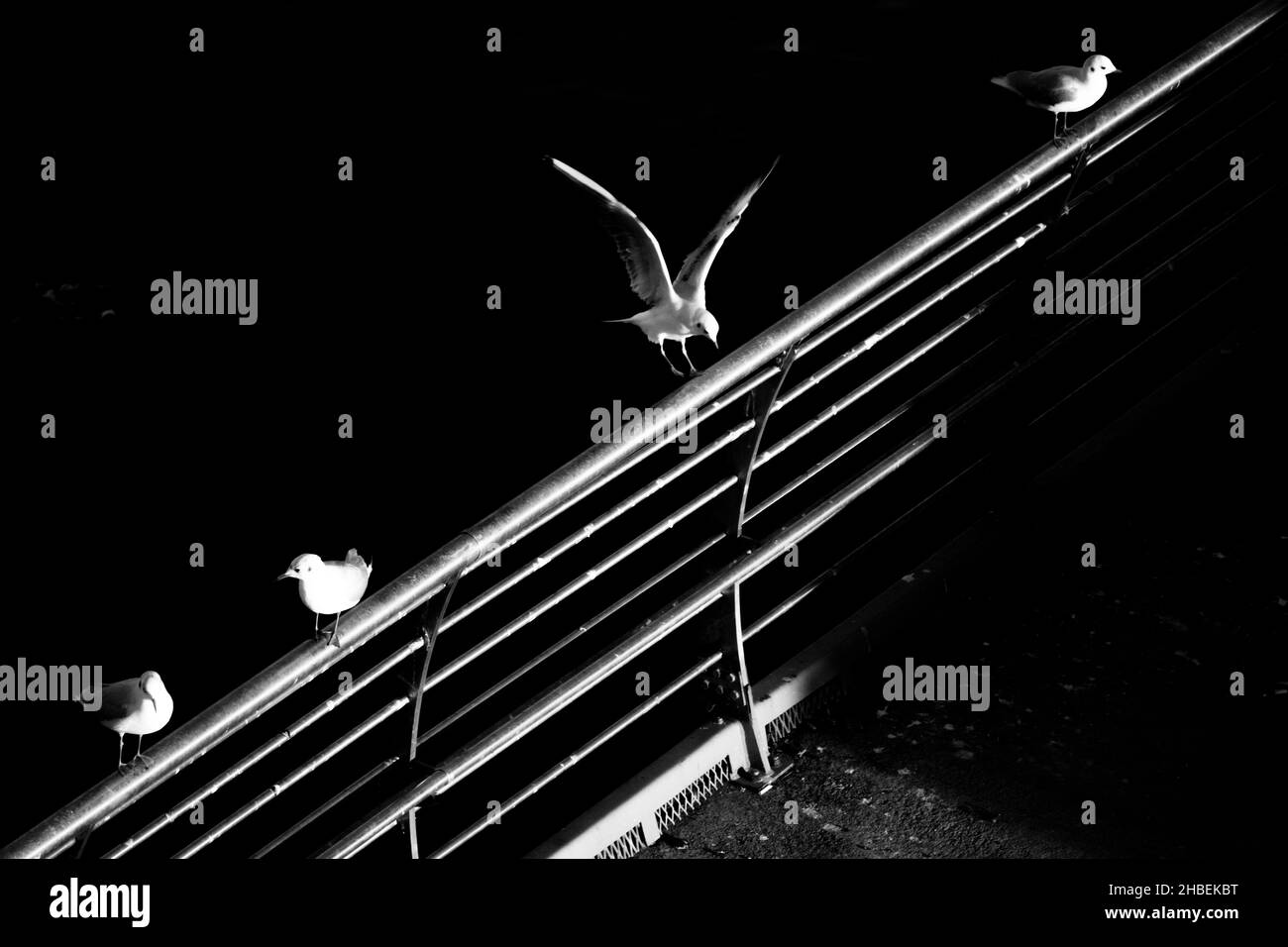 Siyah beyaz immagini e fotografie stock ad alta risoluzione - Alamy