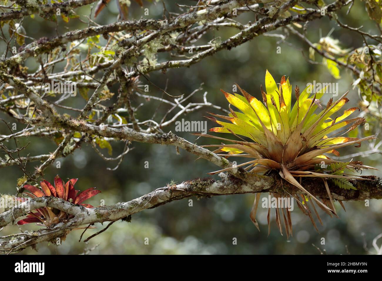 Piante epifite immagini e fotografie stock ad alta risoluzione - Alamy