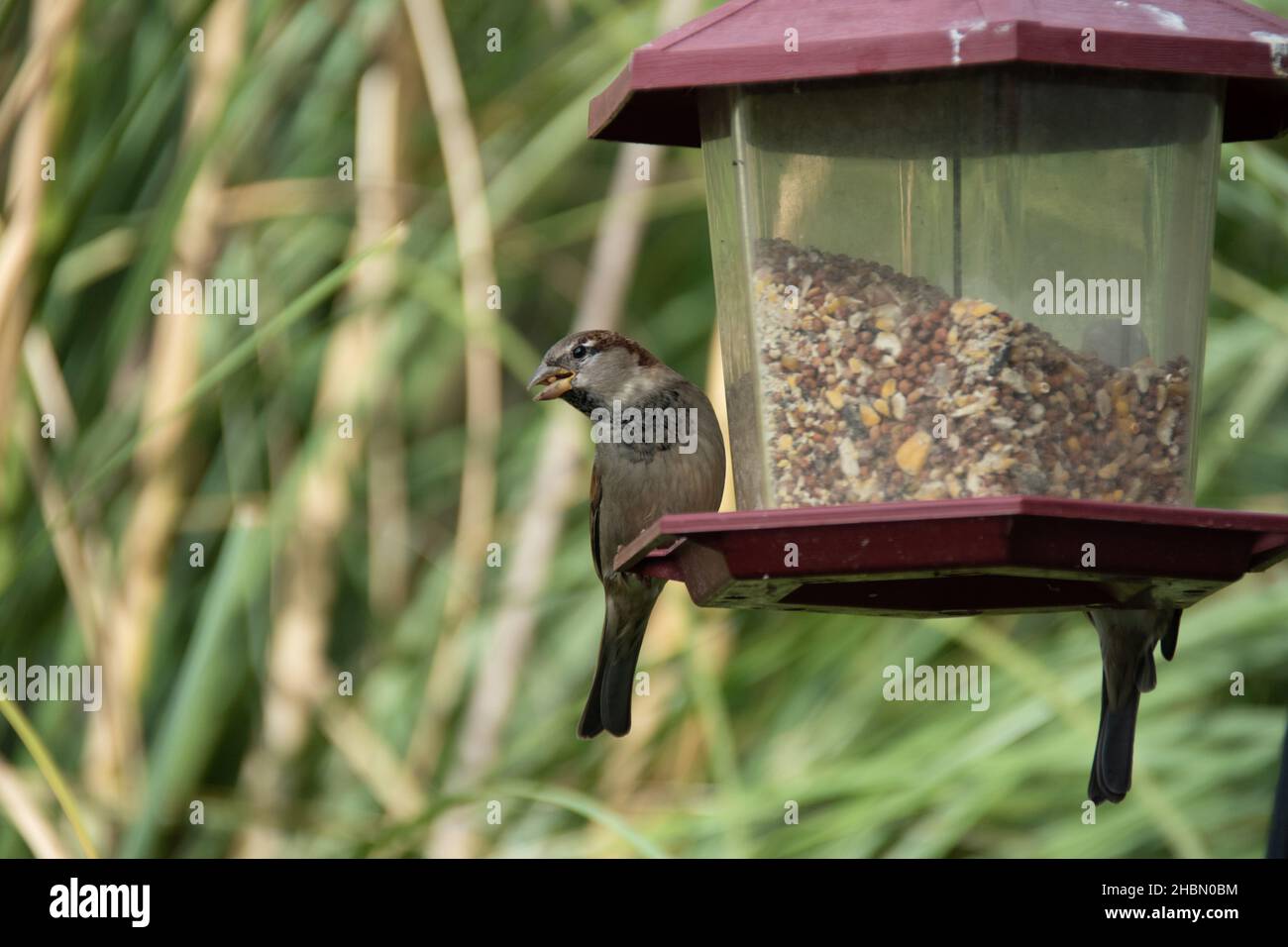 Un primo colpo di un passero che peching da alimentatore di uccelli con ...