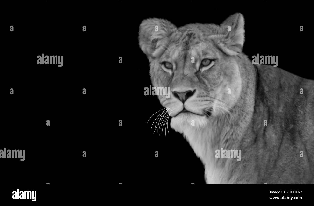 Leone aggressivo immagini e fotografie stock ad alta risoluzione - Alamy