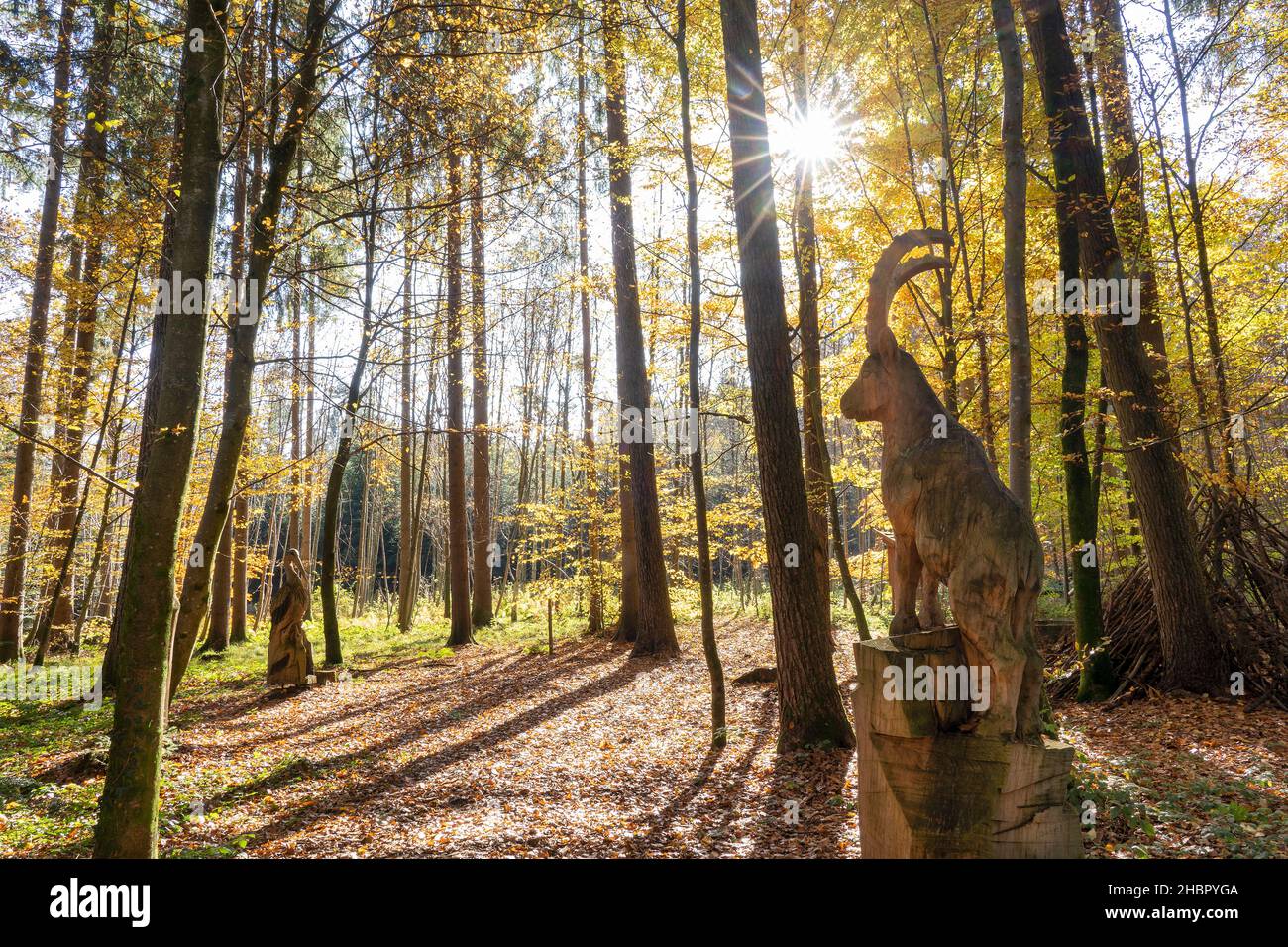 Waldlehrpfad Osinger Wald - Laufen a.d. Salzach - im Herbst ...