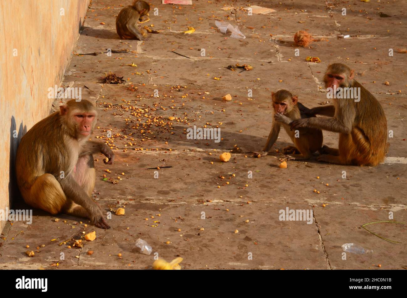 Scimmie rhesus macaques immagini e fotografie stock ad alta risoluzione ...