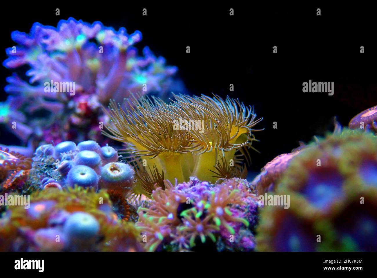 Polipi gialli di Parazoanthus - (Parazoanthus gracilis Foto stock - Alamy