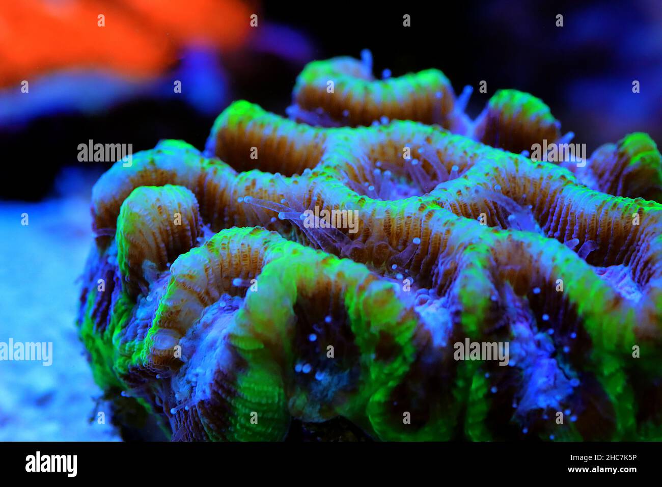 Polipo corallo duro immagini e fotografie stock ad alta risoluzione - Alamy