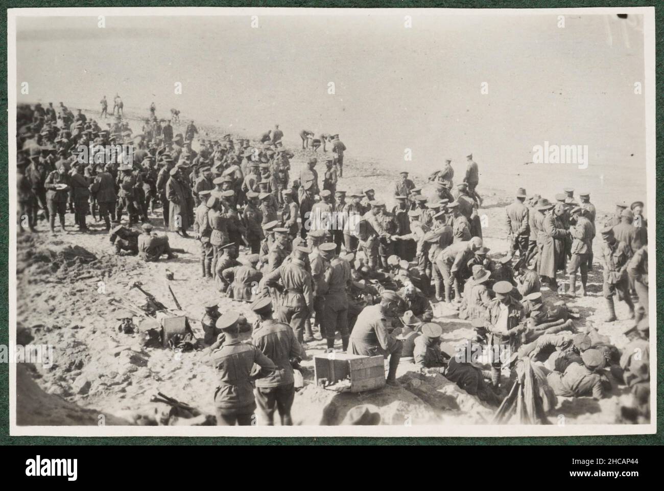 d'epoca, retrò, vecchia, fotografia, secolo, botanica, grafica, antico ...